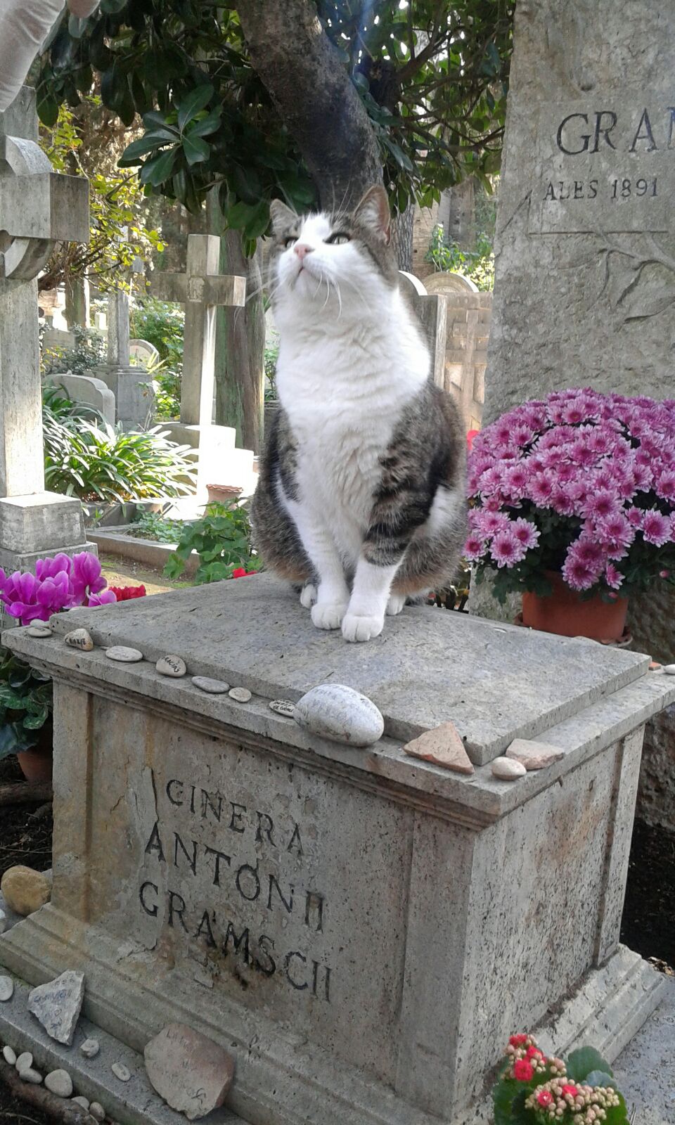 GRAMSCI’S ANIMALITY | andy merrifield