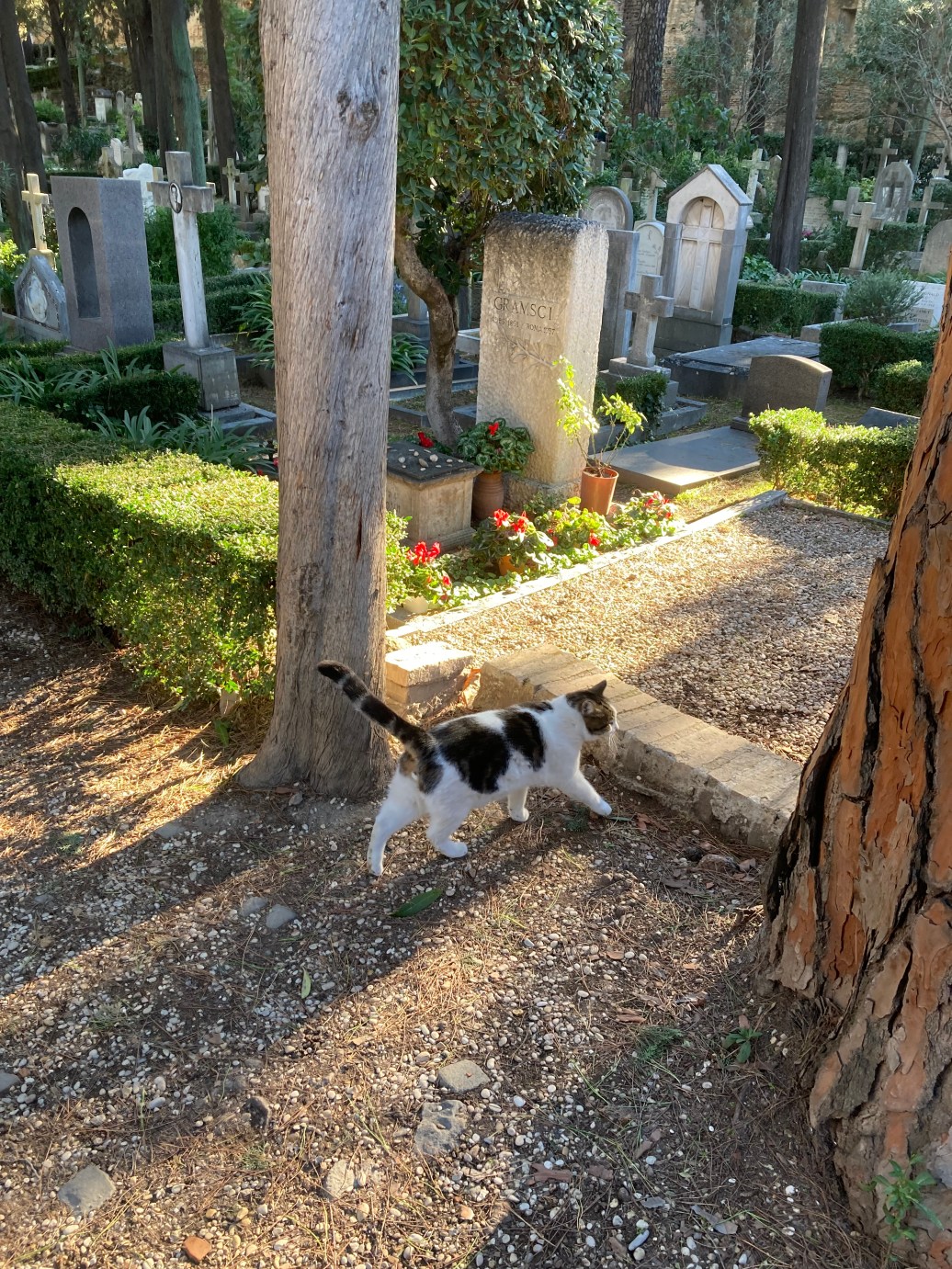 GRAMSCI’S ANIMALITY | andy merrifield